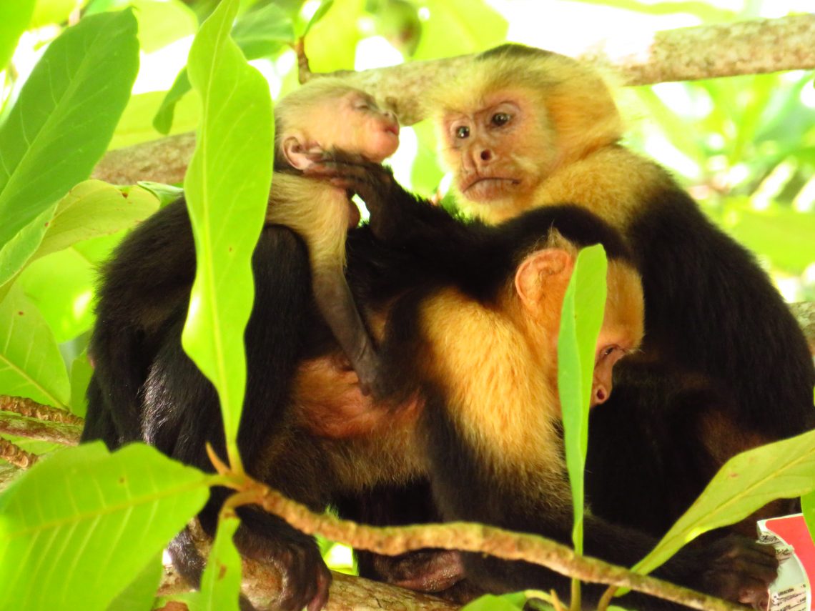 Pura Vida, or Why You Must Travel to Costa Rica – Alexandria World